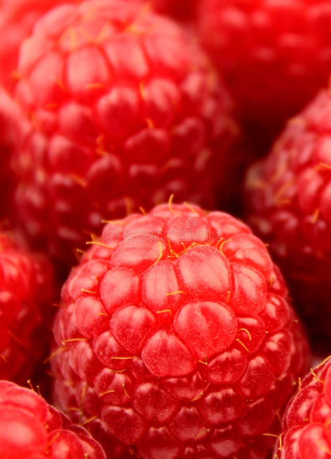 Raspberry stock image. Image of crop, ecology, dessert - 22224867