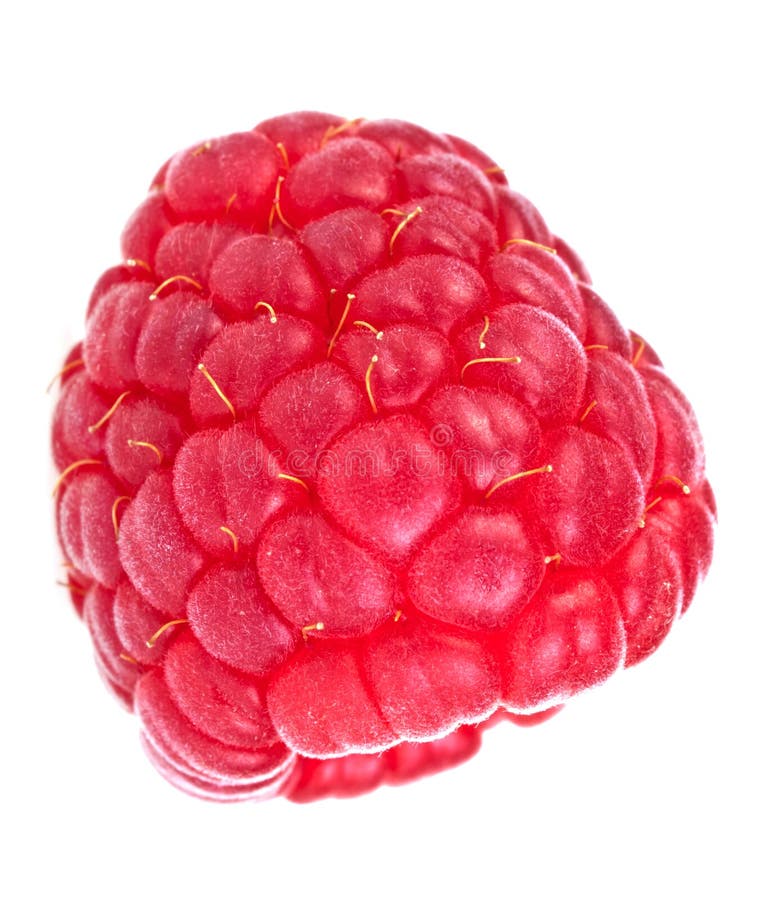 Raspberry stock image. Image of botanic, botany, isolated - 2584375
