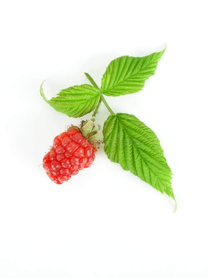 Raspberries stock image. Image of healthy, raspberries - 241681