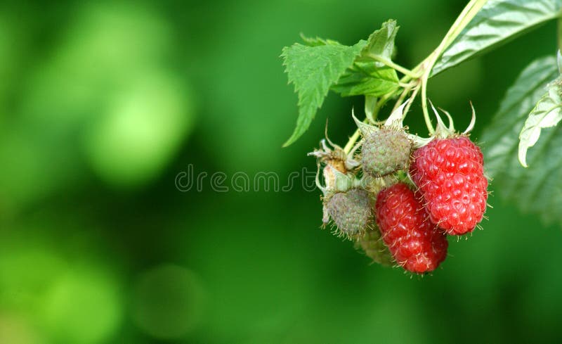 Raspberry stock image. Image of nature, branch, natural - 25527097