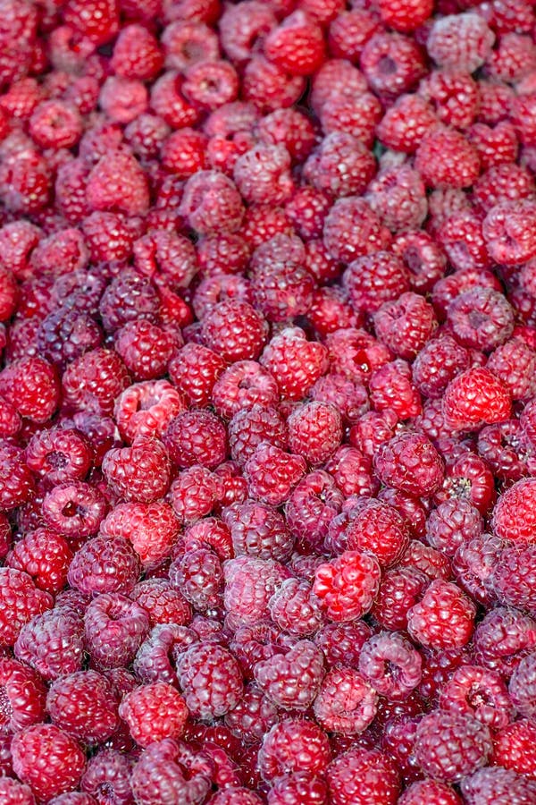 Raspberries stock photo. Image of seasons, close, agriculture - 195042