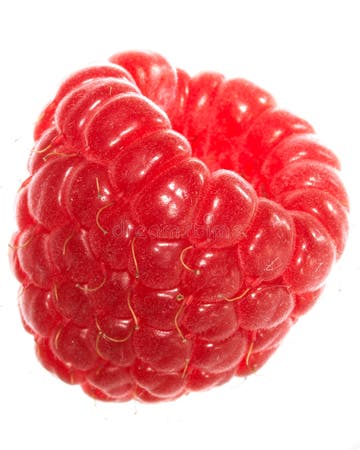 Raspberry stock image. Image of botanic, botany, isolated - 2584375