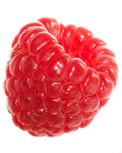 Raspberry stock image. Image of botanic, botany, isolated - 2584375