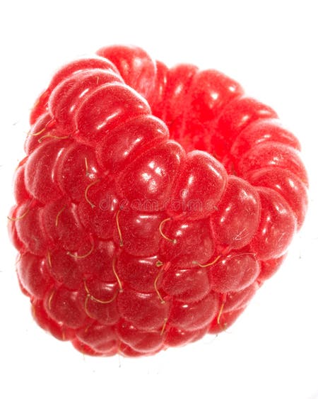 Raspberry stock image. Image of botanic, botany, isolated - 2584375