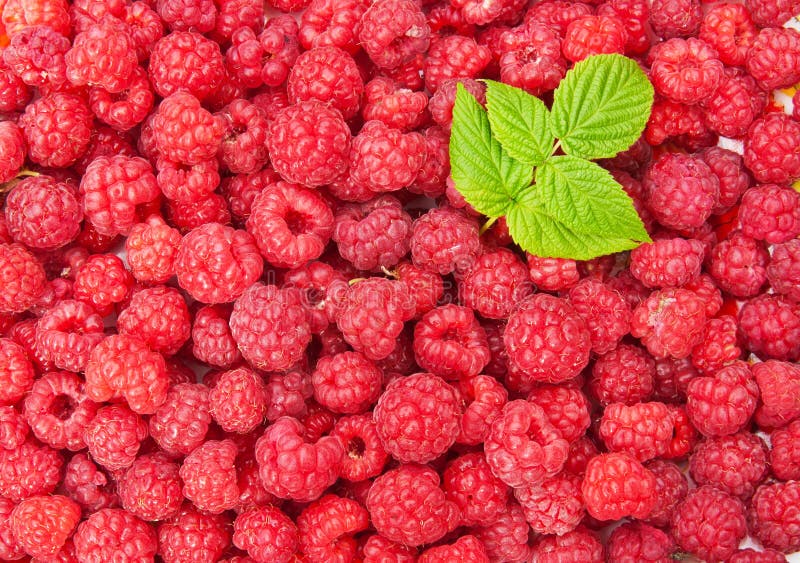 Raspberry stock photo. Image of fruits, health, delicious - 25754816