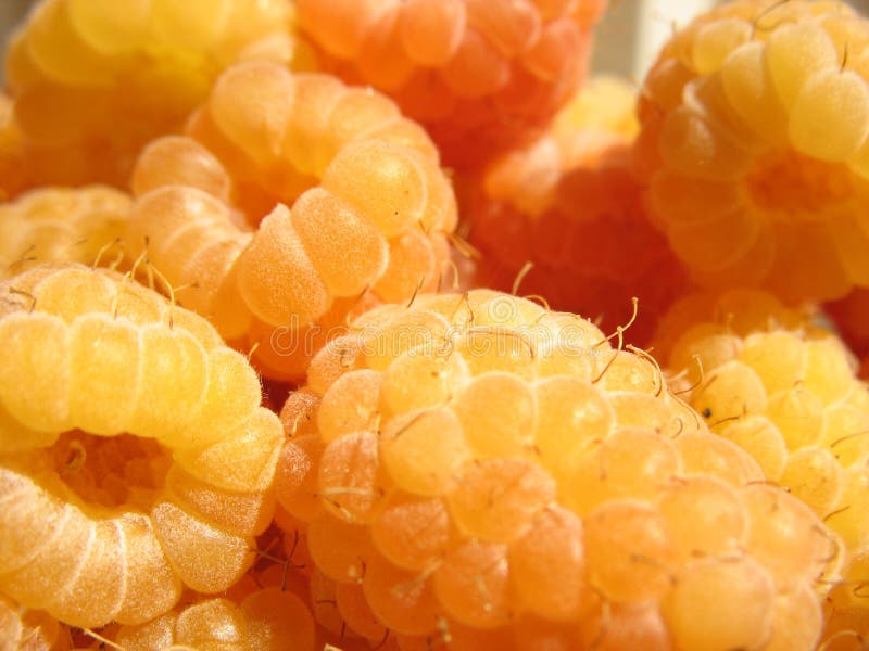 Raspberry stock photo. Image of ingredient, group, medicine - 2597924