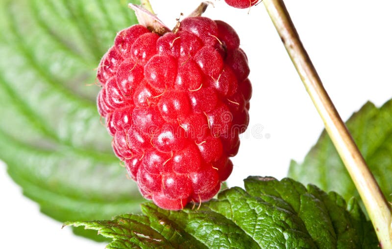 Single Red Raspberry Isolated Over White Stock Image - Image of ...