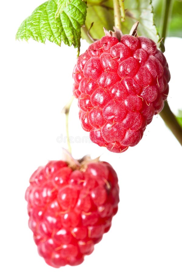 Raspberry stock photo. Image of still, life, healthy - 26044304