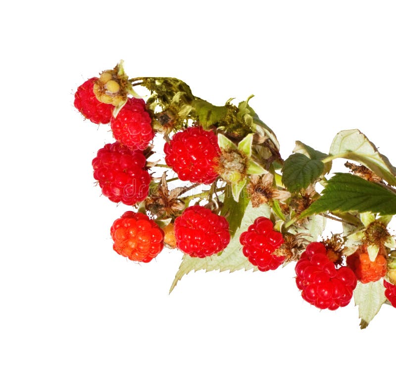 Raspberry stock image. Image of background, berry, farming - 26127985