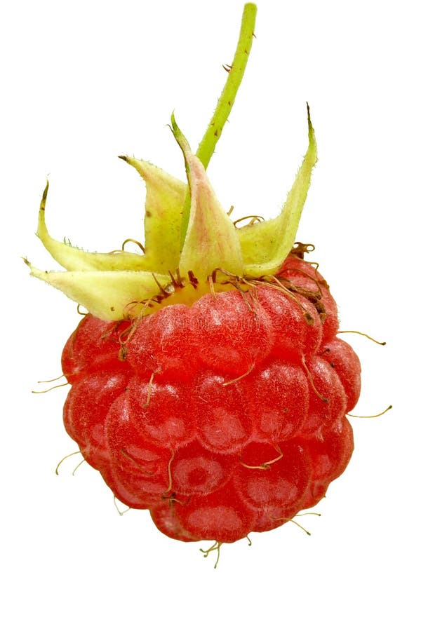 Raspberry stock photo. Image of raspberry, vitamins, natural - 34224696