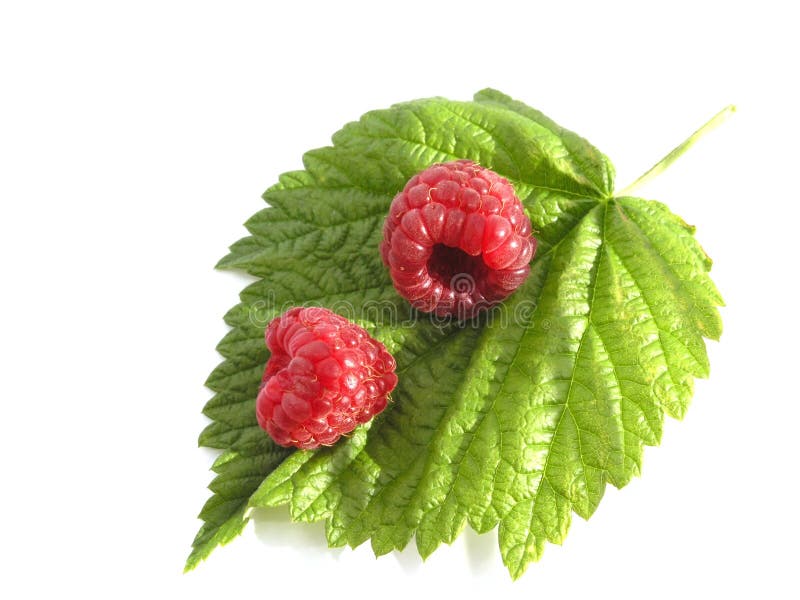 Raspberry stock photo. Image of fresh, outdoor, berries - 268678
