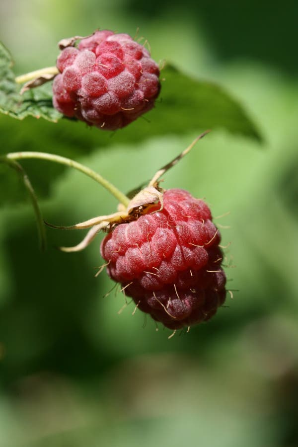 Thimble Berry Stock Photos - Free & Royalty-Free Stock Photos from ...