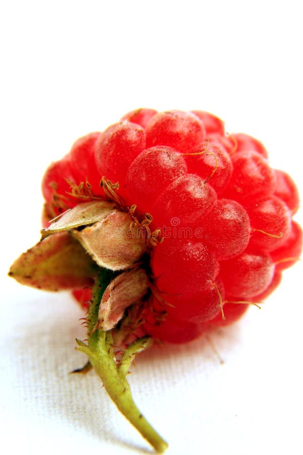 Raspberry stock image. Image of freshness, bunch, ornamental - 2915887