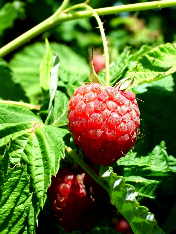 Raspberry stock image. Image of fruit, plant, cores, berry - 29621