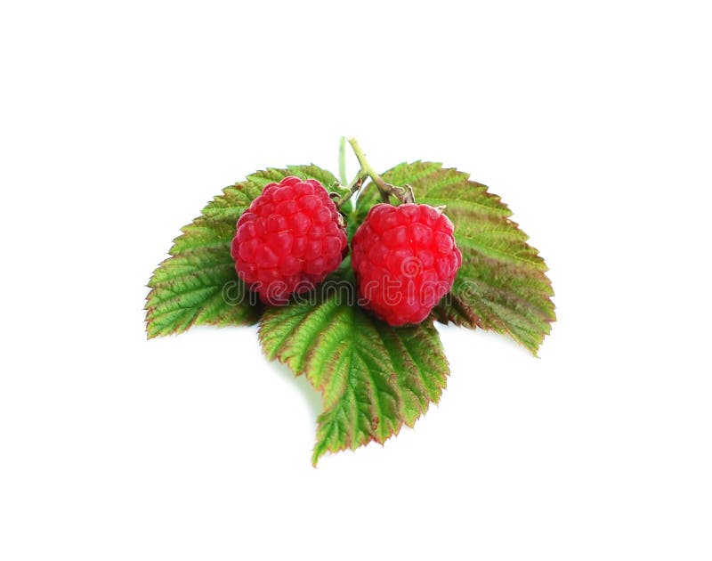 Raspberry stock image. Image of fresh, healthy, fruity - 15595967