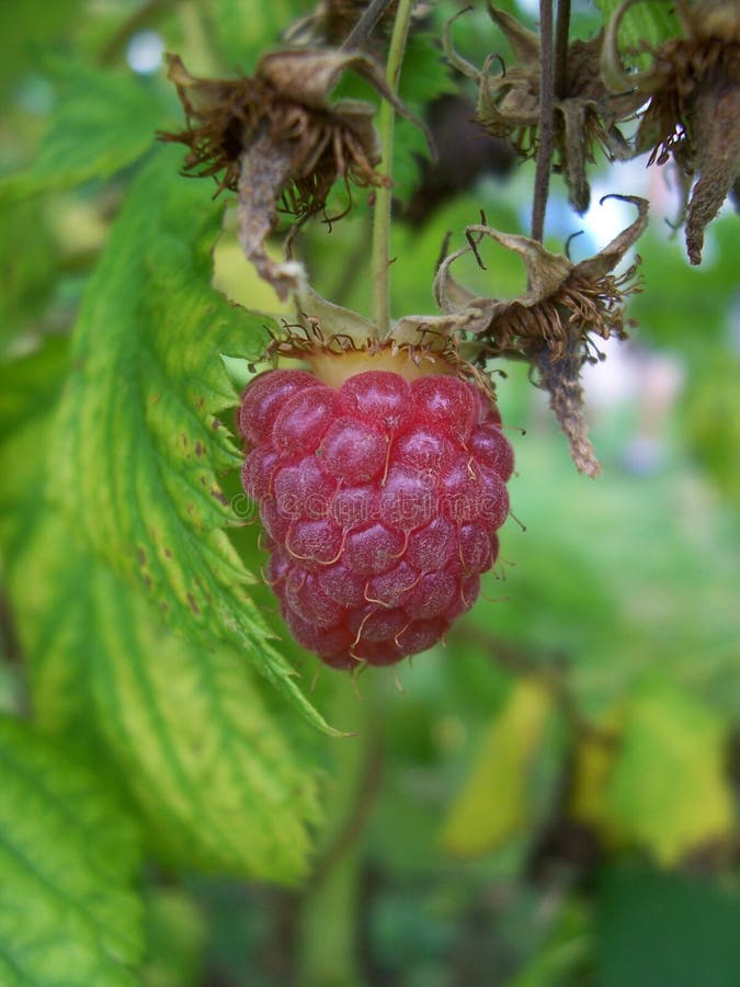 Ash tree seeds stock image. Image of keys, nature, detail - 6189317