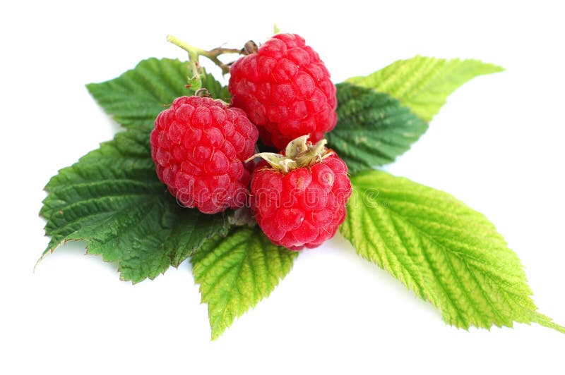 Raspberries stock photo. Image of freshness, diet, ingredient - 10450970