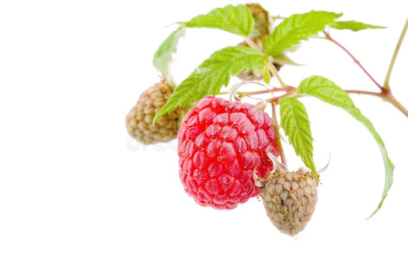 Raspberry stock image. Image of juicy, ioslated, green - 5738089
