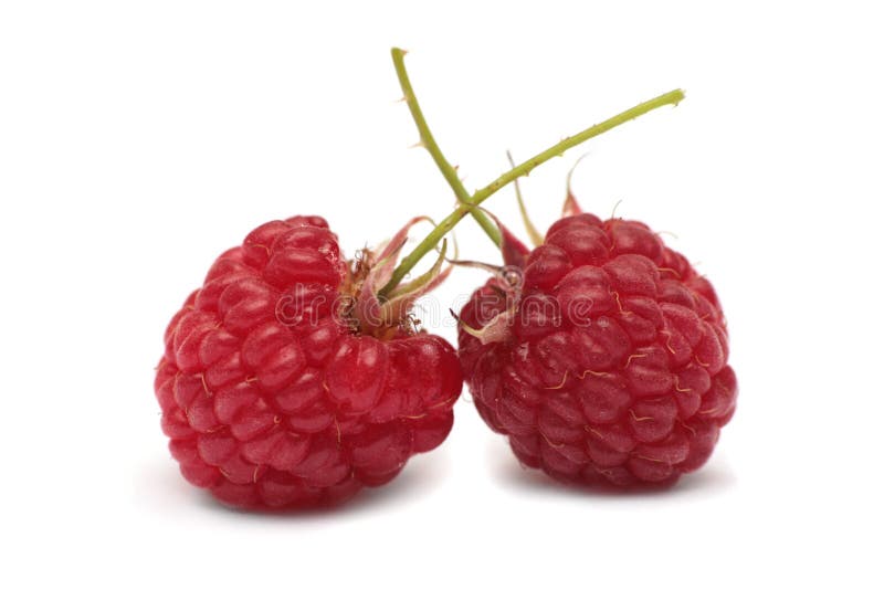 Raspberry stock photo. Image of ripe, freshness, juicy - 40731610
