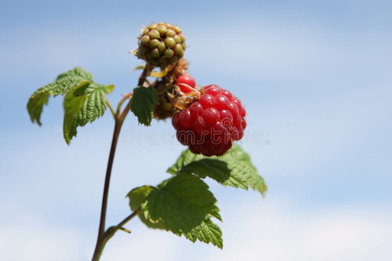 Ash stock photo. Image of leaves, pyrenees, nature, plant - 13853566