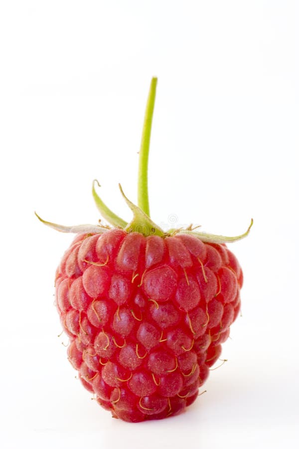 Raspberry stock photo. Image of ripe, freshness, juicy - 40731610