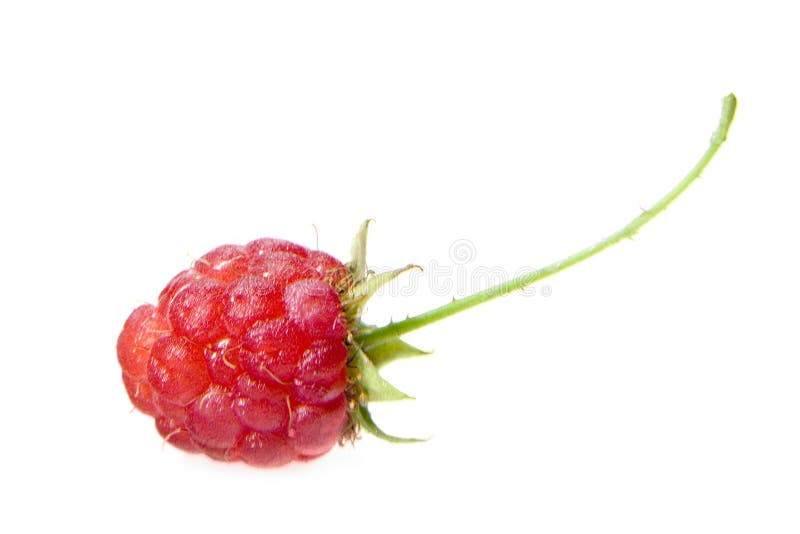 8,259 Single Raspberry Stock Photos - Free & Royalty-Free Stock Photos ...