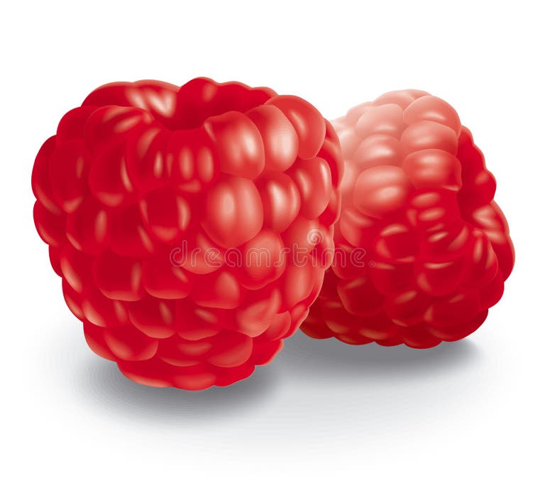 Raspberry Plants Stock Illustrations – 1,162 Raspberry Plants Stock ...