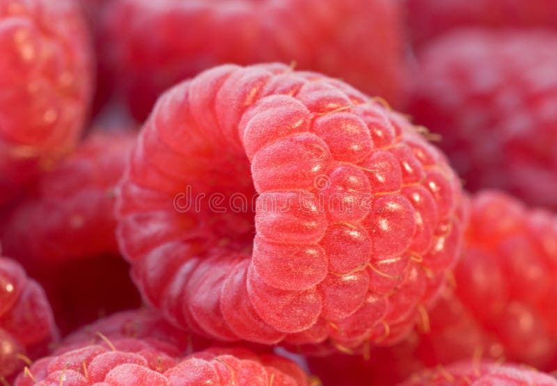 Raspberry stock image. Image of raspberry, dietary, healthy - 6722887
