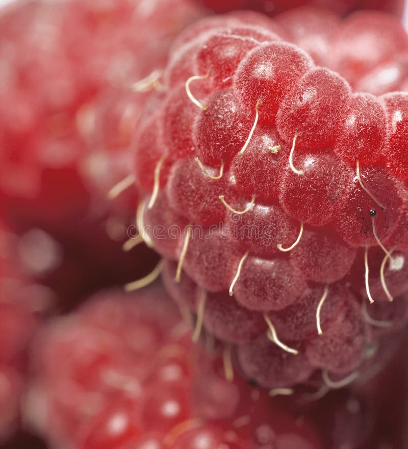 Raspberry stock image. Image of nutrition, healthy, large - 7446441