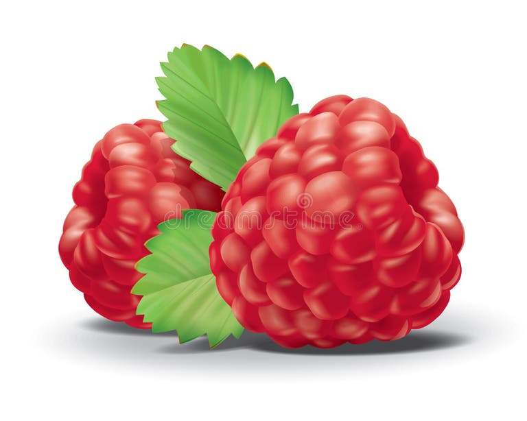 Raspberry Plants Stock Illustrations – 1,162 Raspberry Plants Stock ...