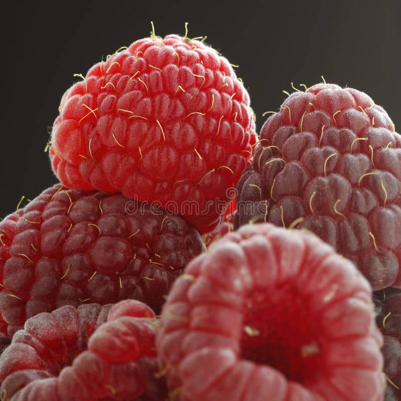 Raspberry stock photo. Image of health, dessert, macro - 876770
