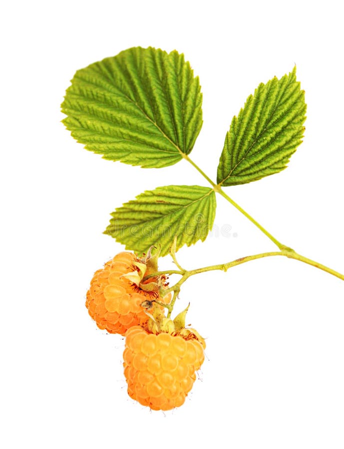 Yellow raspberry stock image. Image of raspberry, fruit - 5827417