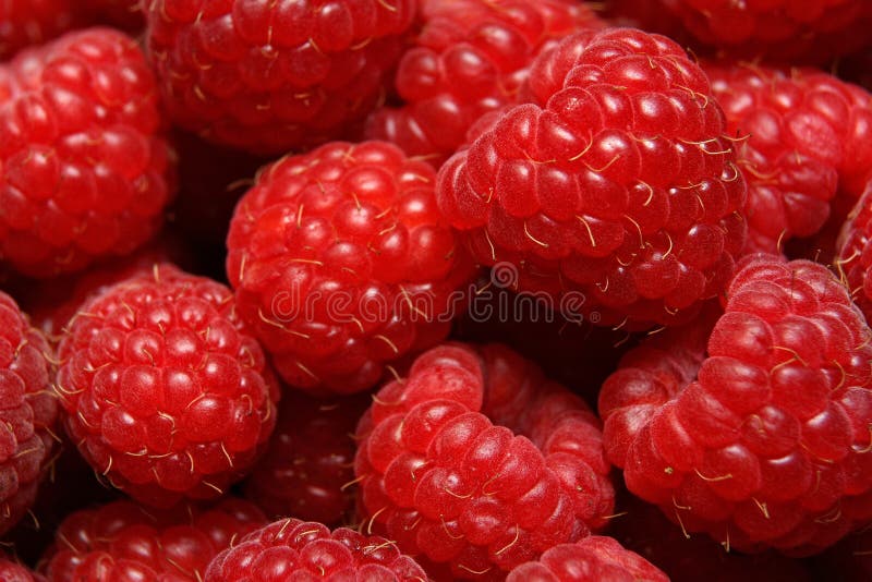 Raspberry stock photo. Image of raspberry, vitamins, natural - 34224696