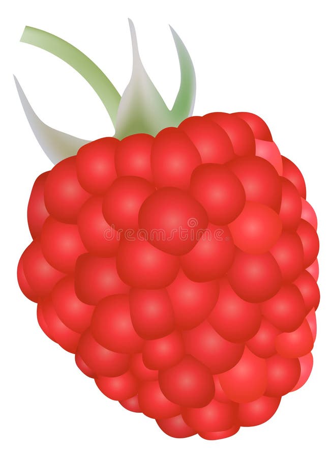 Ripe raspberry stock vector. Illustration of raspberry - 18778545