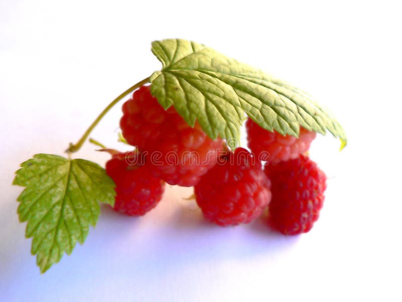 Raspberry stock photo. Image of raspberry, drupe, juicy - 988744