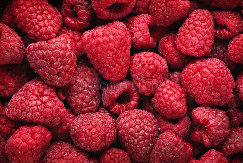 Raspberry stock photo. Image of ripe, freshness, juicy - 40731610