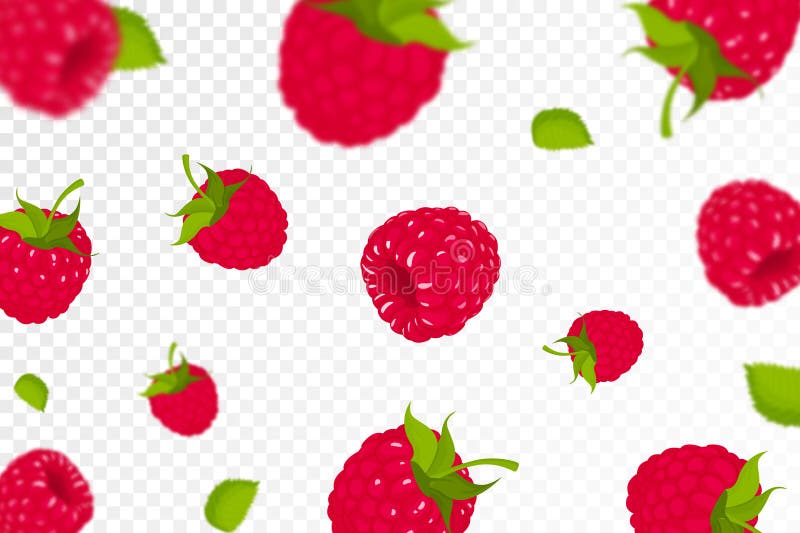 Raspberry Background. Flying Raspberry with Green Leaf on Transparent ...