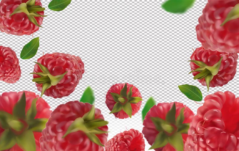 Raspberry Background. Flying Raspberry with Green Leaf on Transparent ...