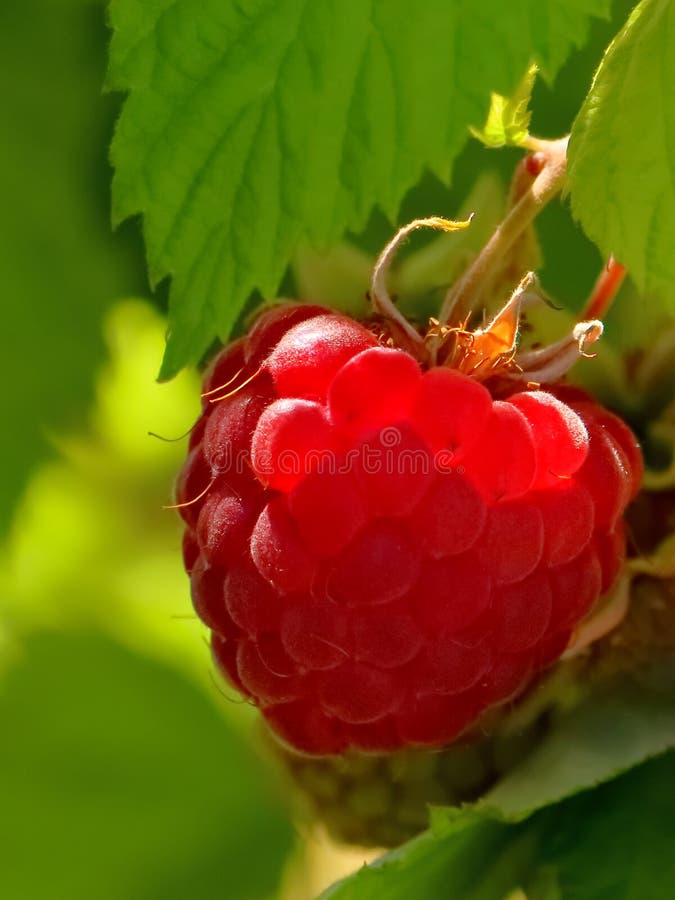 Raspberry stock image. Image of fruit, freshness, organic - 120776047