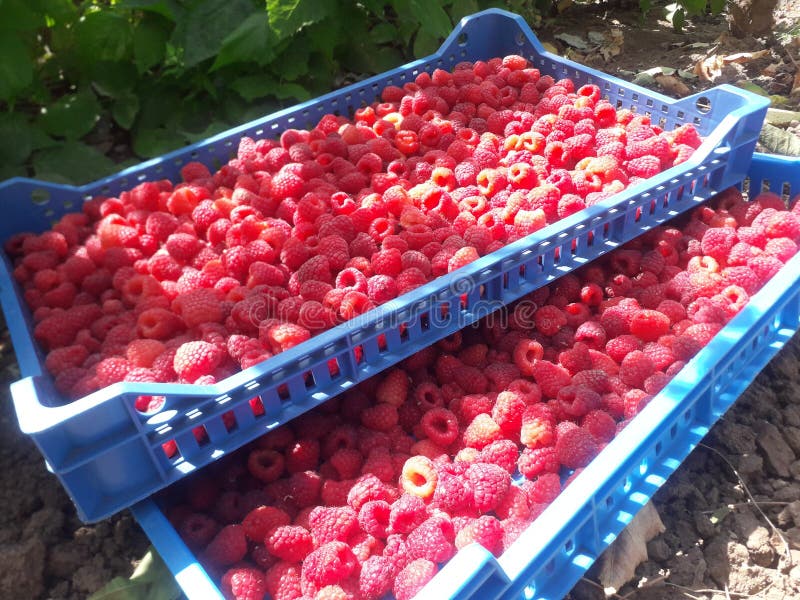 Raspberry backyard fruit stock photo. Image of fruit - 277936602