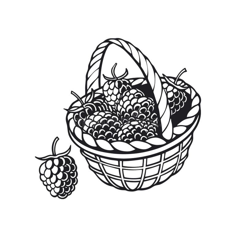 Raspberry Basket Illustration Vector in Black and White Stock Photo ...