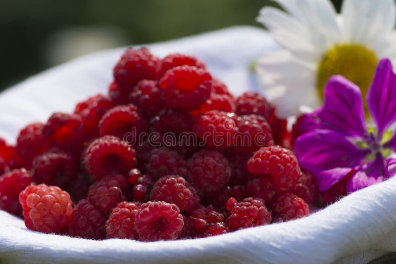 Raspberry Basket / Raspberry Bush Branch / Growing Raspberries Stock ...