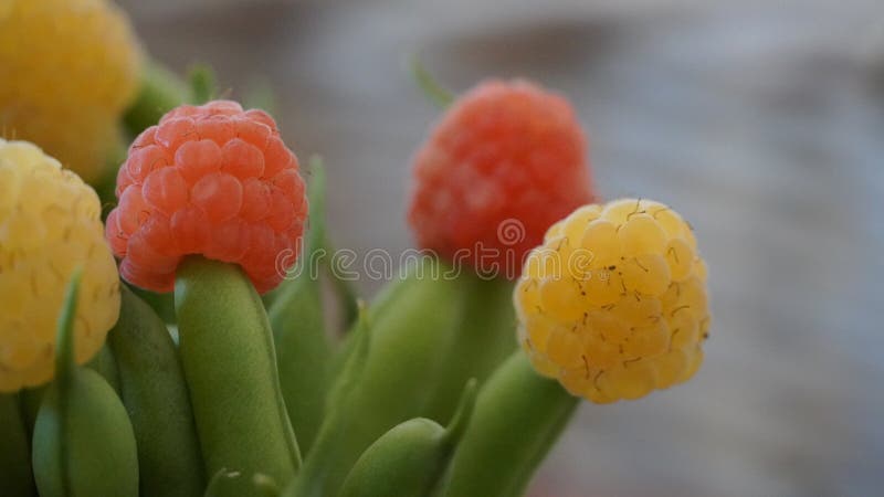 Raspberry beans stock image. Image of color, objects - 336258615