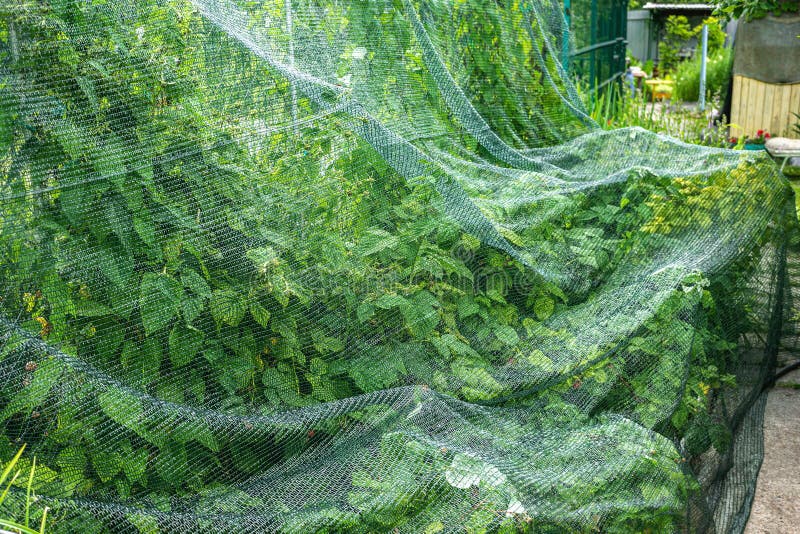 Raspberry Bed is Covered with a Protective Net from Birds. Protection ...