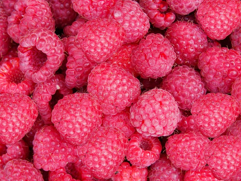 Raspberry berries ripen stock photo. Image of ripe, food - 134020368