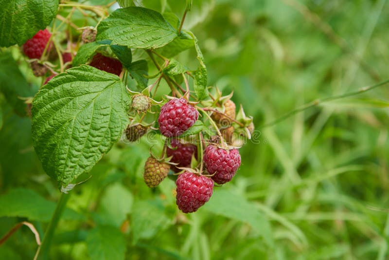 Raspberry Berries Close-up on a Bush, Growing Raspberries on the Farm ...