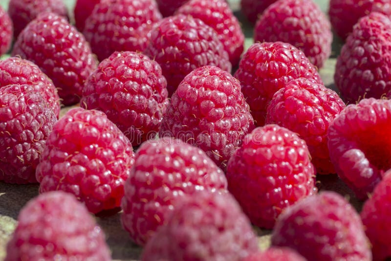 Raspberry Berries on a Green Background. Close Up Stock Image - Image ...