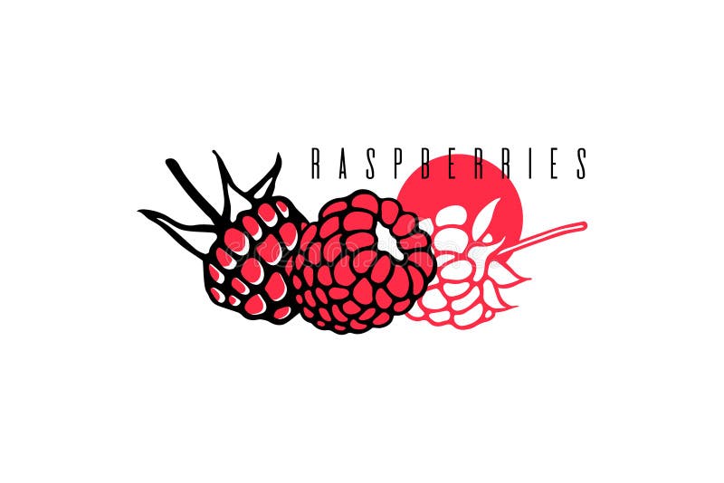 Raspberry Berries. Hand Drawn Berry. Design Element with Raspberry ...