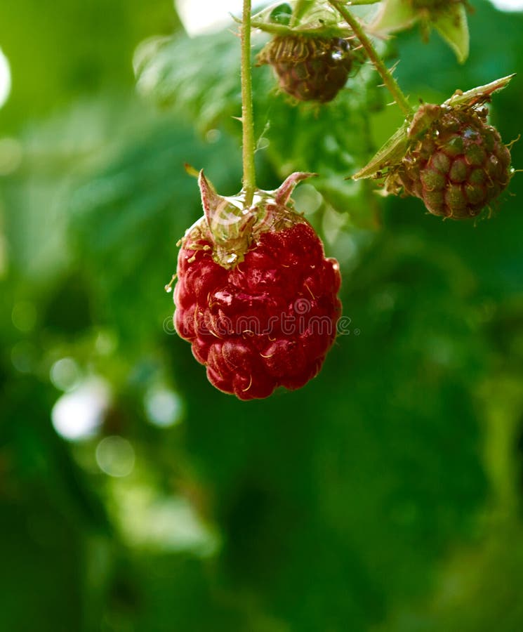 Raspberry Berry in the Garden Stock Photo - Image of packing, creation ...