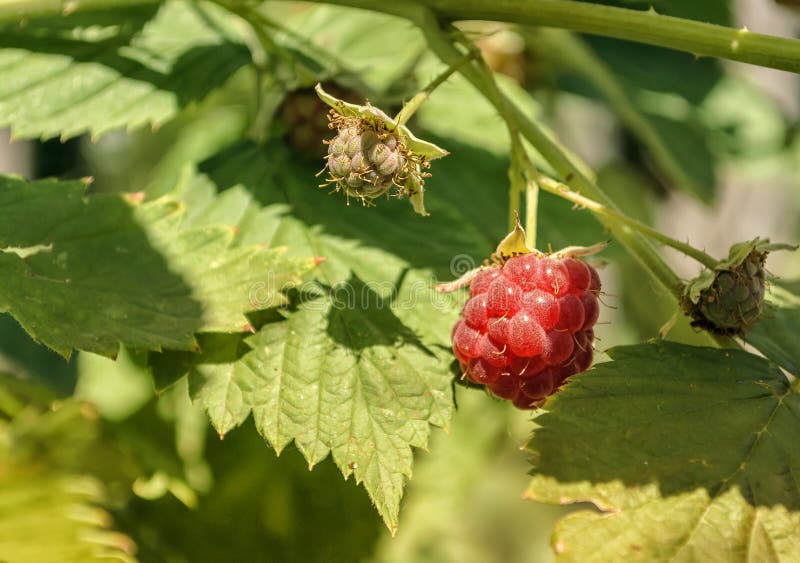 Raspberry Berry on a Branch Stock Image - Image of outdoors, eating ...